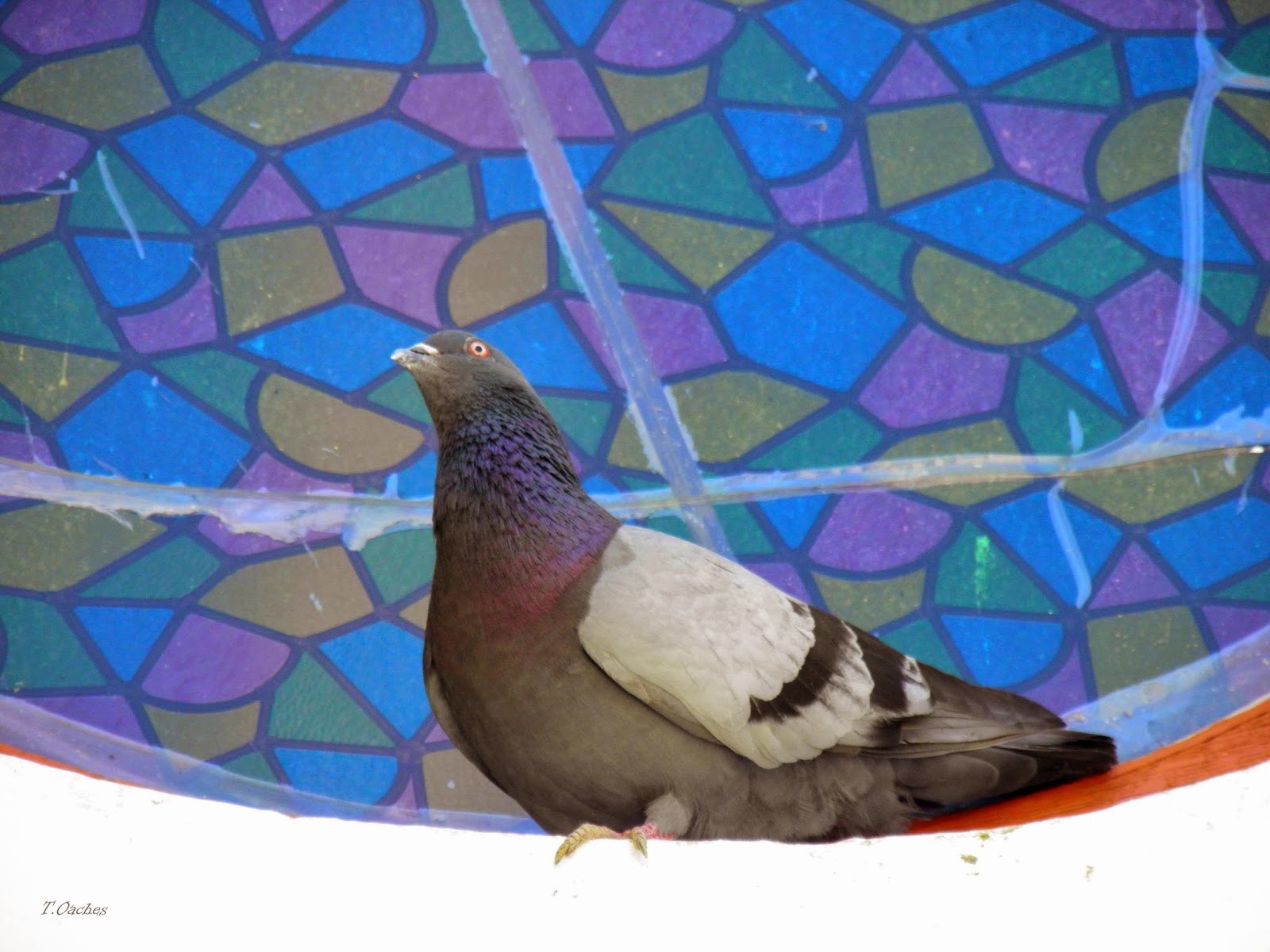 PASARI DIN ROMANIA: PORUMBEL DE STANCA si PORUMBEL DE CASA SALBATICIT ...