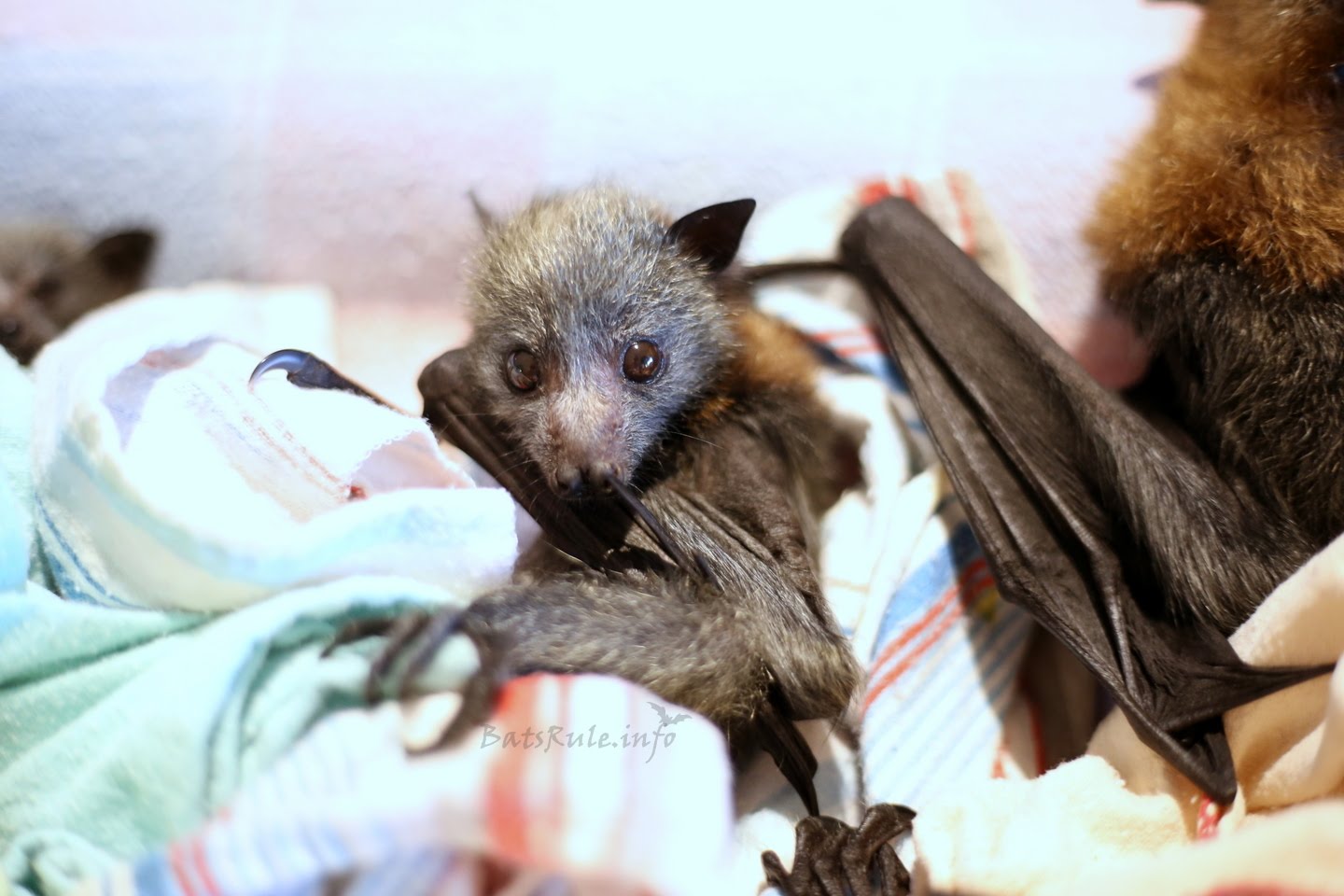 Rehab | Megabat babies Flying-foxes fruit bats