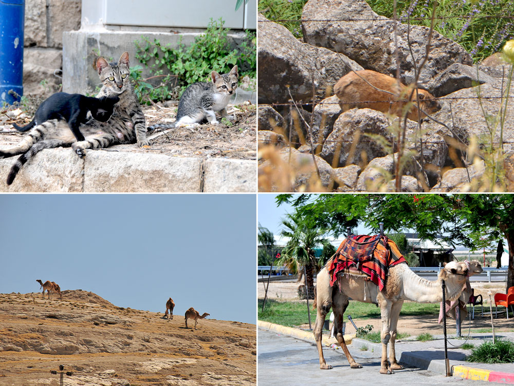 Alice Young: Israel's Fauna