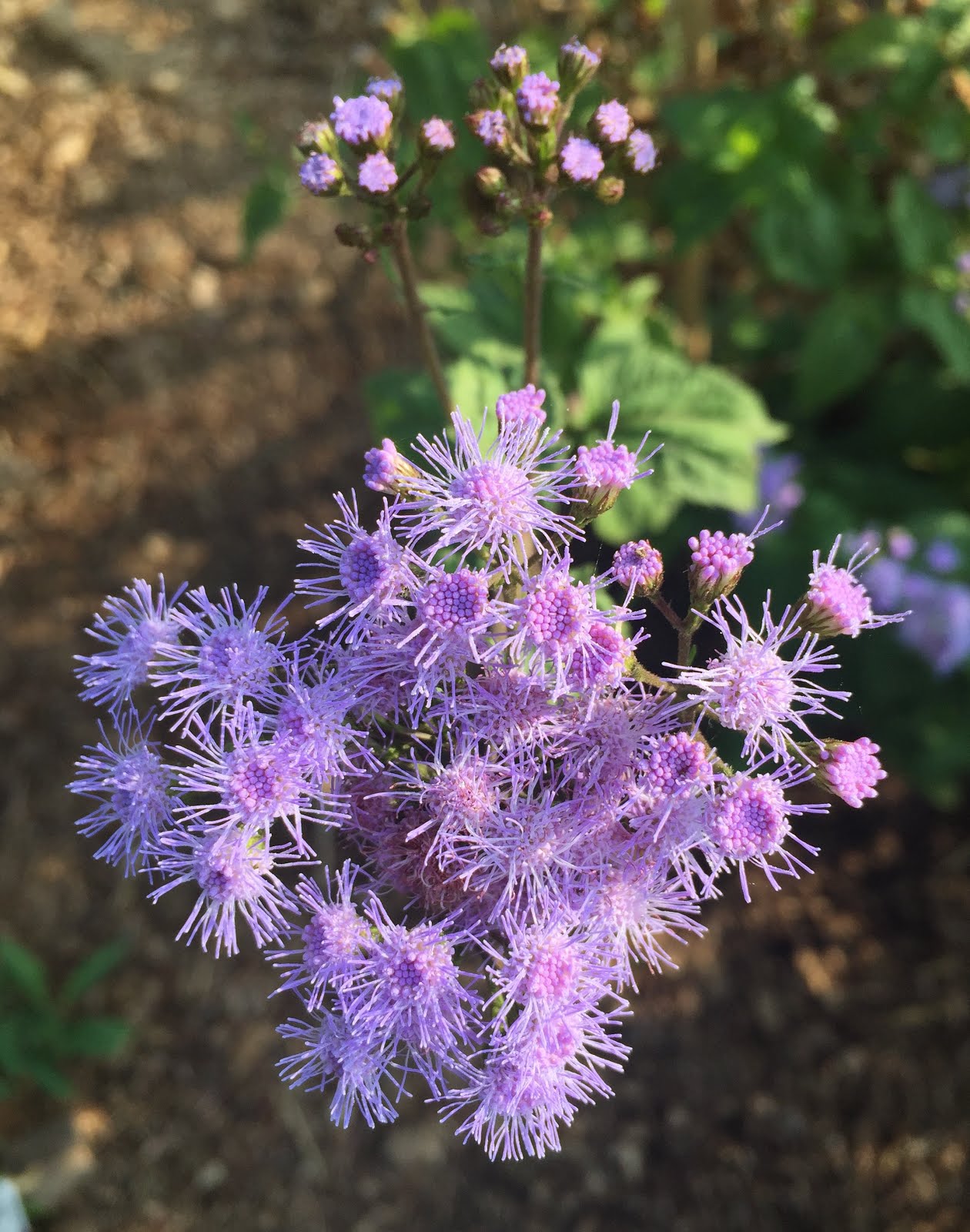 Aprille's SoCal Gardening : Blue Mistflower