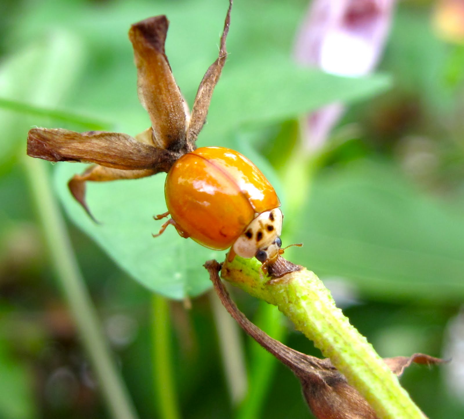 Mother Earth: CATERPILLAR POOP & LADYBUG FART