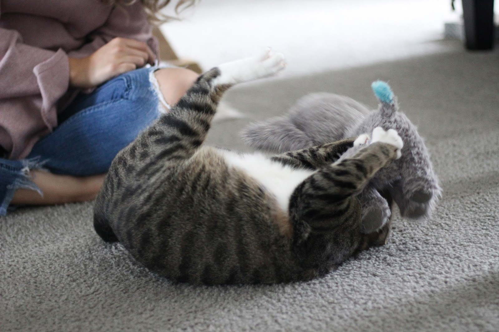 THREE WAYS TO SPOIL YOUR KITTY | A Classy Fashionista