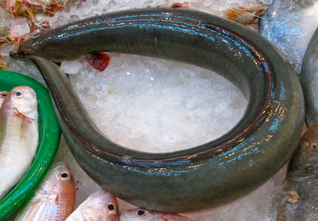 Musings on Life in Hong Kong: Food fishes of Hong Kong (3)