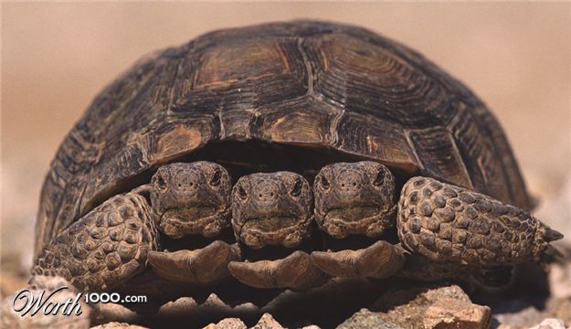 running farmer: Pumpkins, Turtle Heads & Pickle Juice My Pumpkin Holler ...