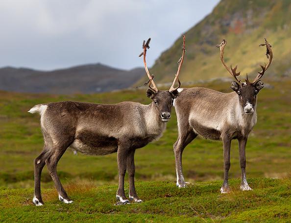 Animal caribu - Imagui
