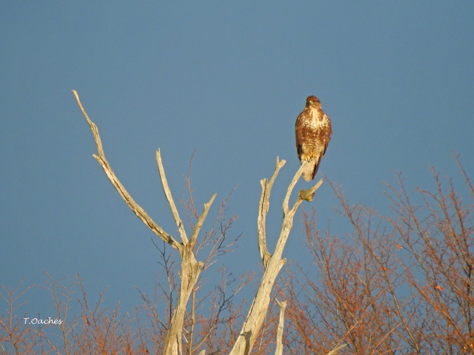 PASARI DIN ROMANIA: SORECAR COMUN, Buteo buteo