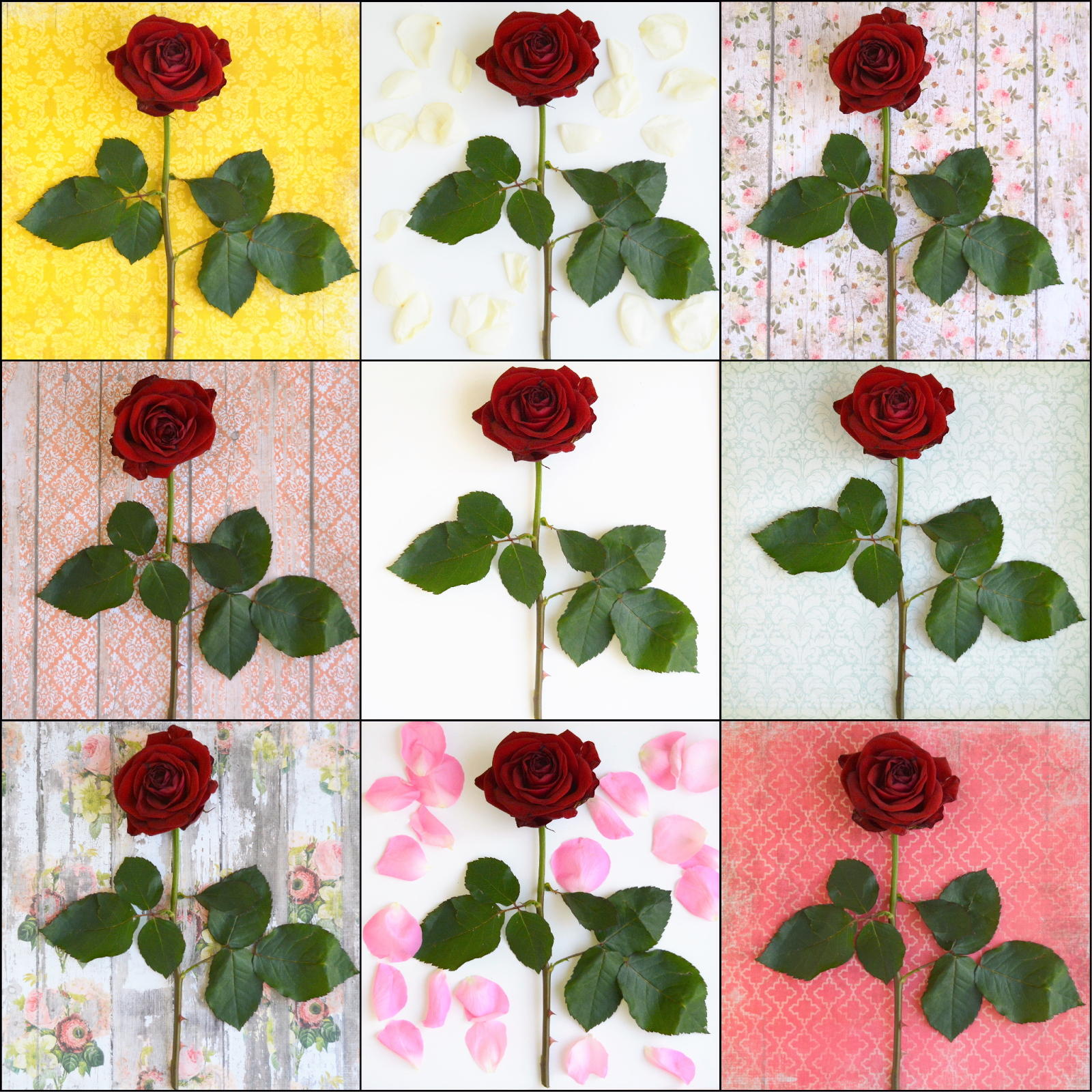 Bemerry.B: Photos - un bouquet - 3 roses - différentes façons de les ...