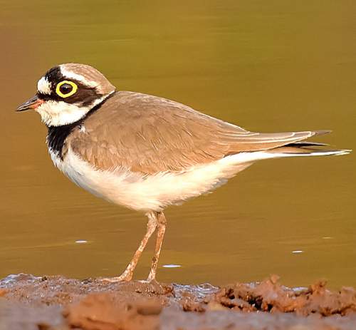 Little ringed plover | Birds of India | Bird World