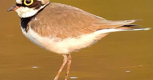 Little ringed plover | Birds of India | Bird World