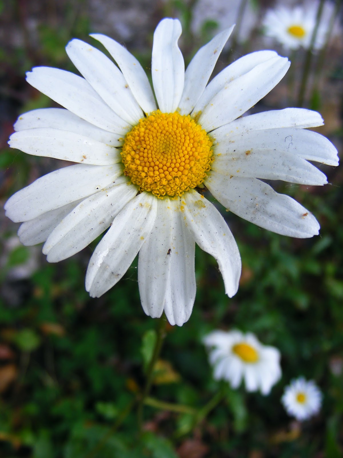 Deborah Watkins Paintings: May 2012