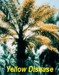 Anim Agro Technology: COCONUT CADANG-CADANG VIROID