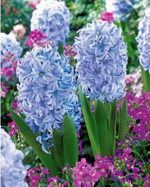 Au gré du vent et du soleil: True colors : J ...comme Jacinthe