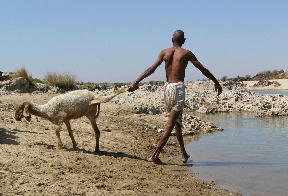 Ranthambhore Tale's.. .: Wolf in the land of Commons