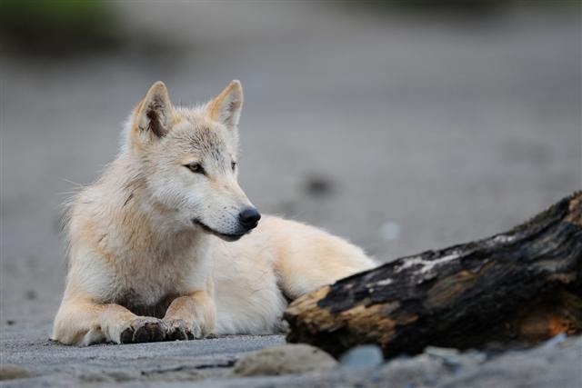 Bears at Hallo Bay: Bears and Wolves