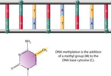 Unseen Rare Collection: DNA Model Project,Molecule,Mutation,Labeled ...