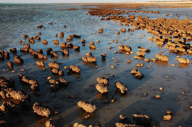 We are Star Stuff, harvesting Starlight: Australia #2: Życie stare jak ...