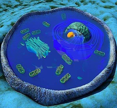 Aprender investigando: WEBQUEST LA CÉLULA