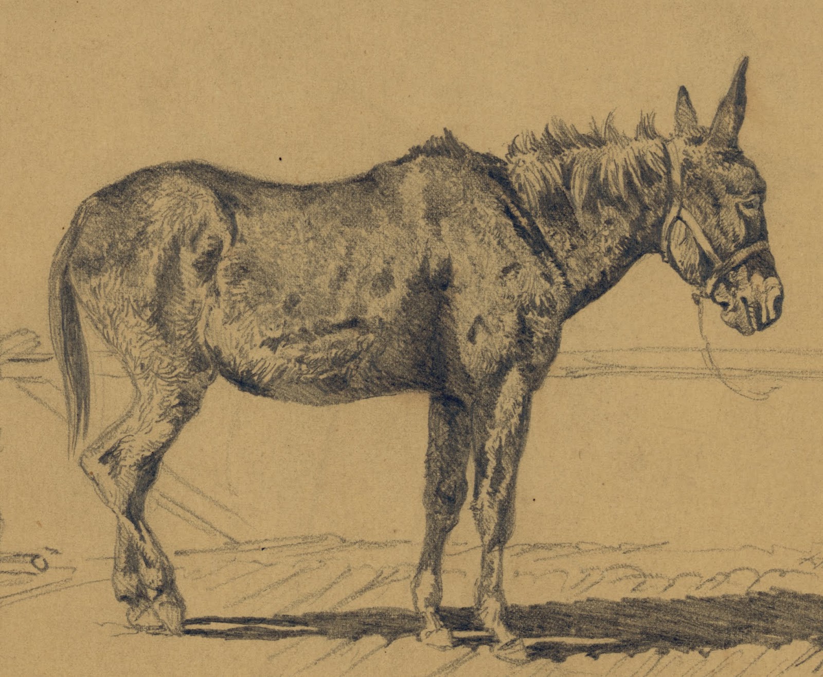 The Civil War Picket: Civil War horses and mules: Talk will focus on ...