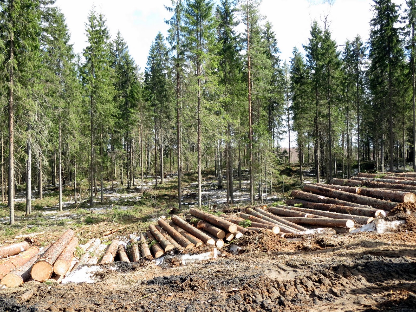 My Russian Life: A Trip to the Russian Forest