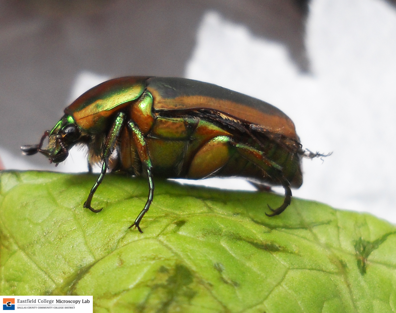 Scanning Electron Microscope Blog: Scarab Beetle - Beautiful, even if ...