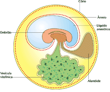 Biologia no Vestibular: (PUC-SP) - Embriologia