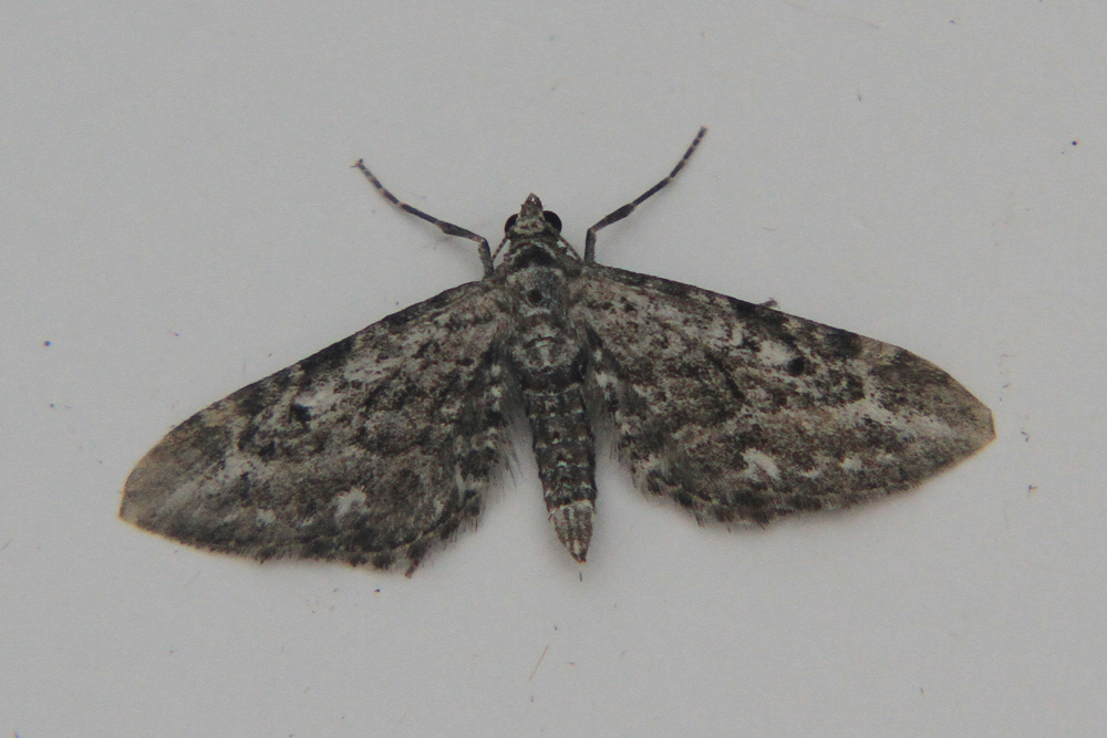 Islay Natural History Trust: Danny Arnold's moths
