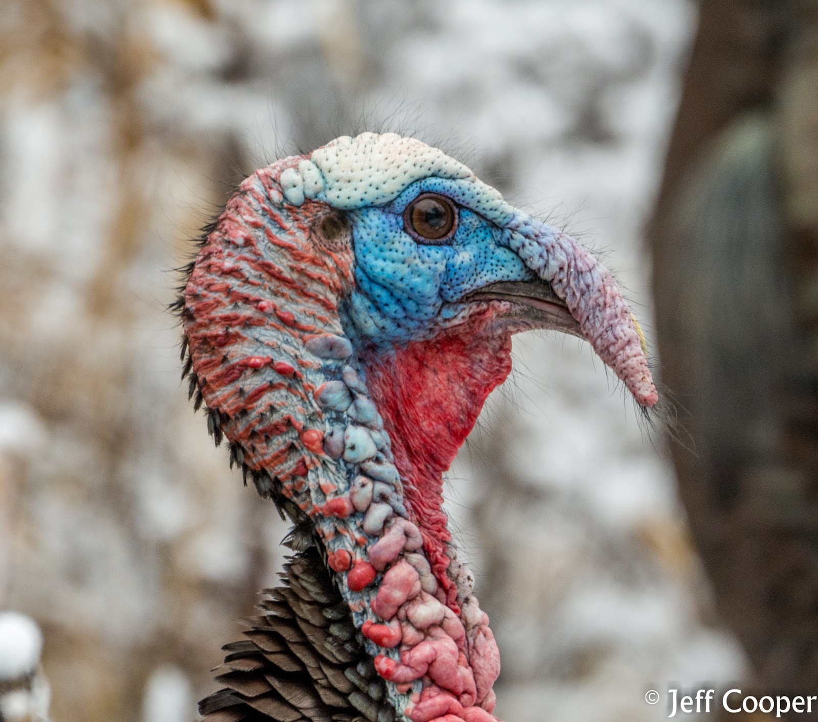 NeoVista Birds and Wildlife: Hey, Turkey! What's That Thing on Your Face?