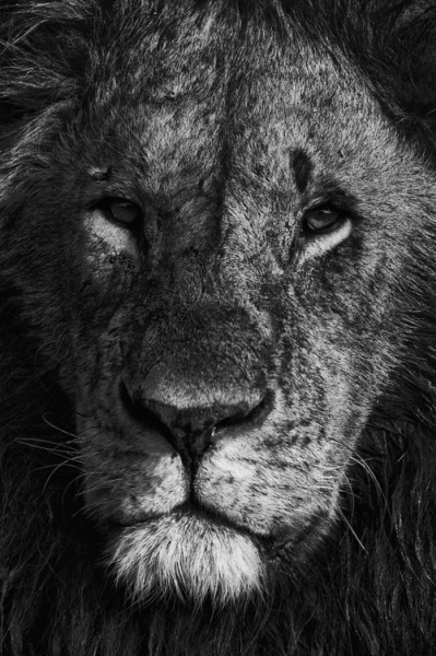 Fotografia Contemporanea: Charlie Hamilton-James (1974)