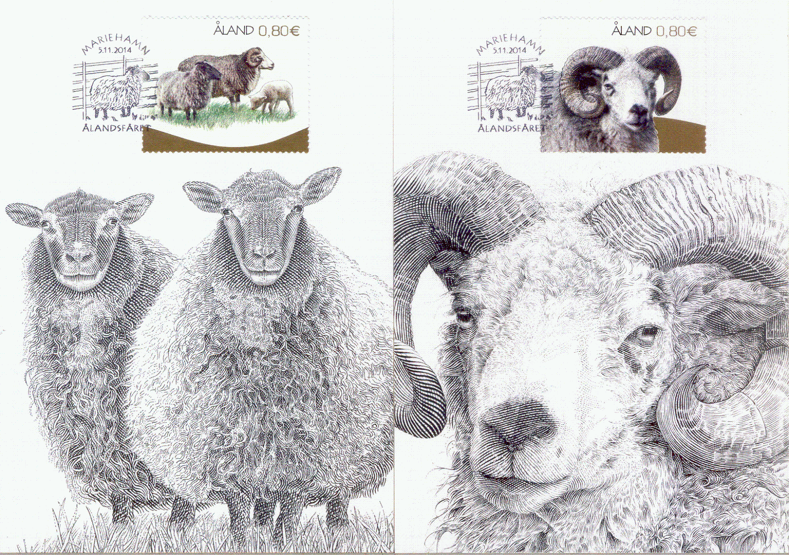My Picture Postcards: Åland sheep