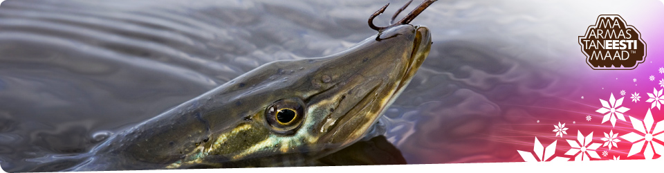 Saarde Kalameeste Selts