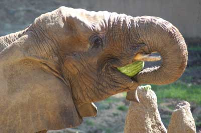 15 Animals eating watermelons (15 pics) | Amazing Creatures