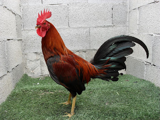 GALLOS DE COMBATE