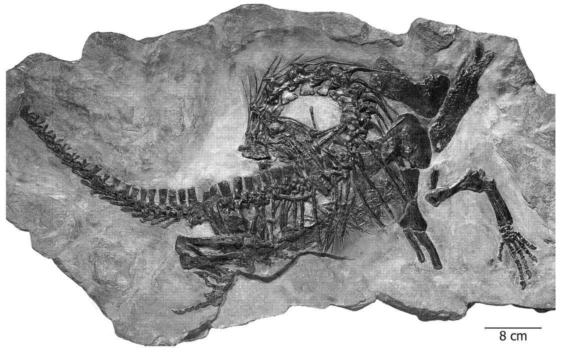 Palaeos, la historia de la Vida en la Tierra: PALEOFICHA: Protorosaurus ...