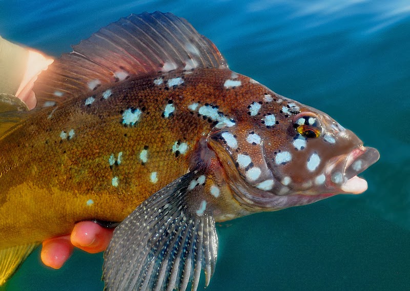 Bay Area Backwaters: Monterey Bay