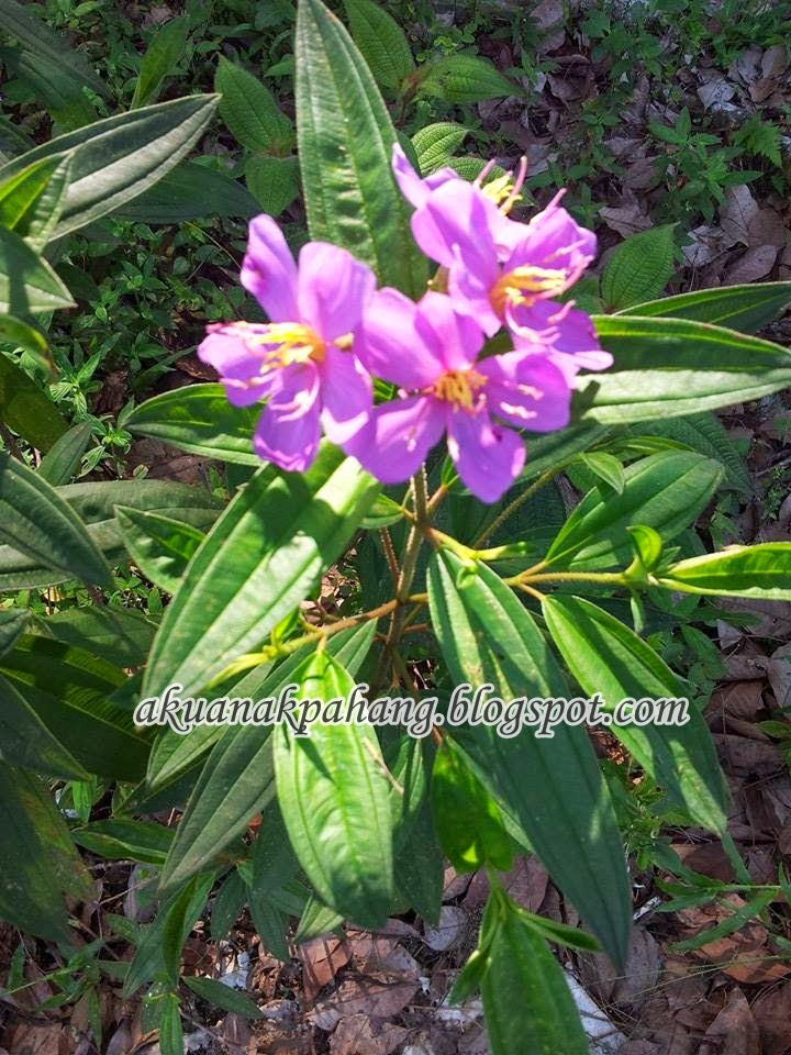 INFO POKOK SENDUDUK PUTIH DAN SENDUDUK UNGGU | AKU ANAK PAHANG