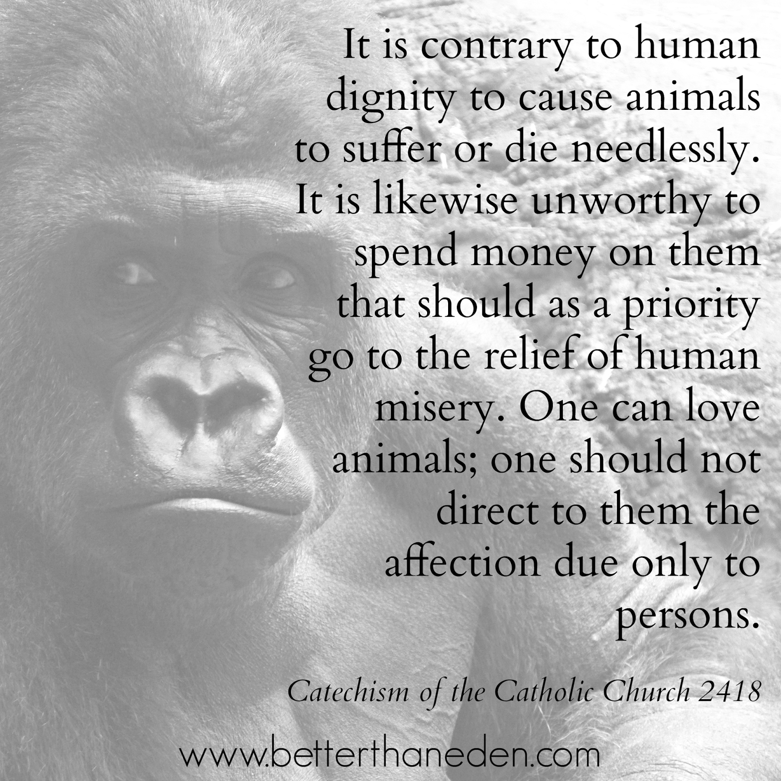 What Catholics Believe About Animals - Mary Haseltine