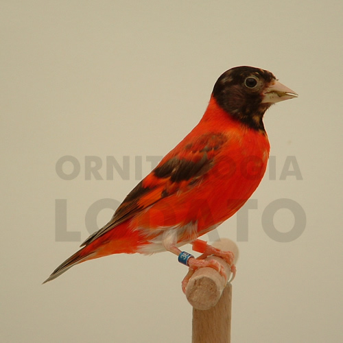 Pintassilgo, Tarin américain, Amerikaanse sijzen, Amerikanische zeisige ...