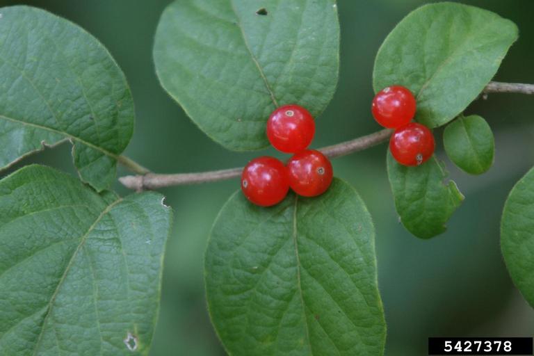 Illinois Invasive Species Awareness Month: Meet your Illinois Invaders!