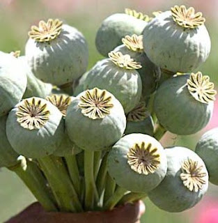 Mente Attiva: Come usare l’oppio per combattere i tumori