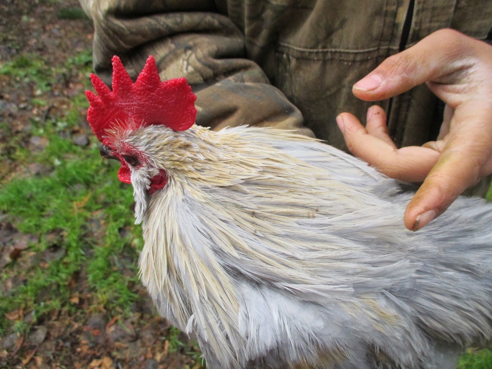 Just Chickens...: Exciting Blues ! (Self-Blue Mottled Rooster ...