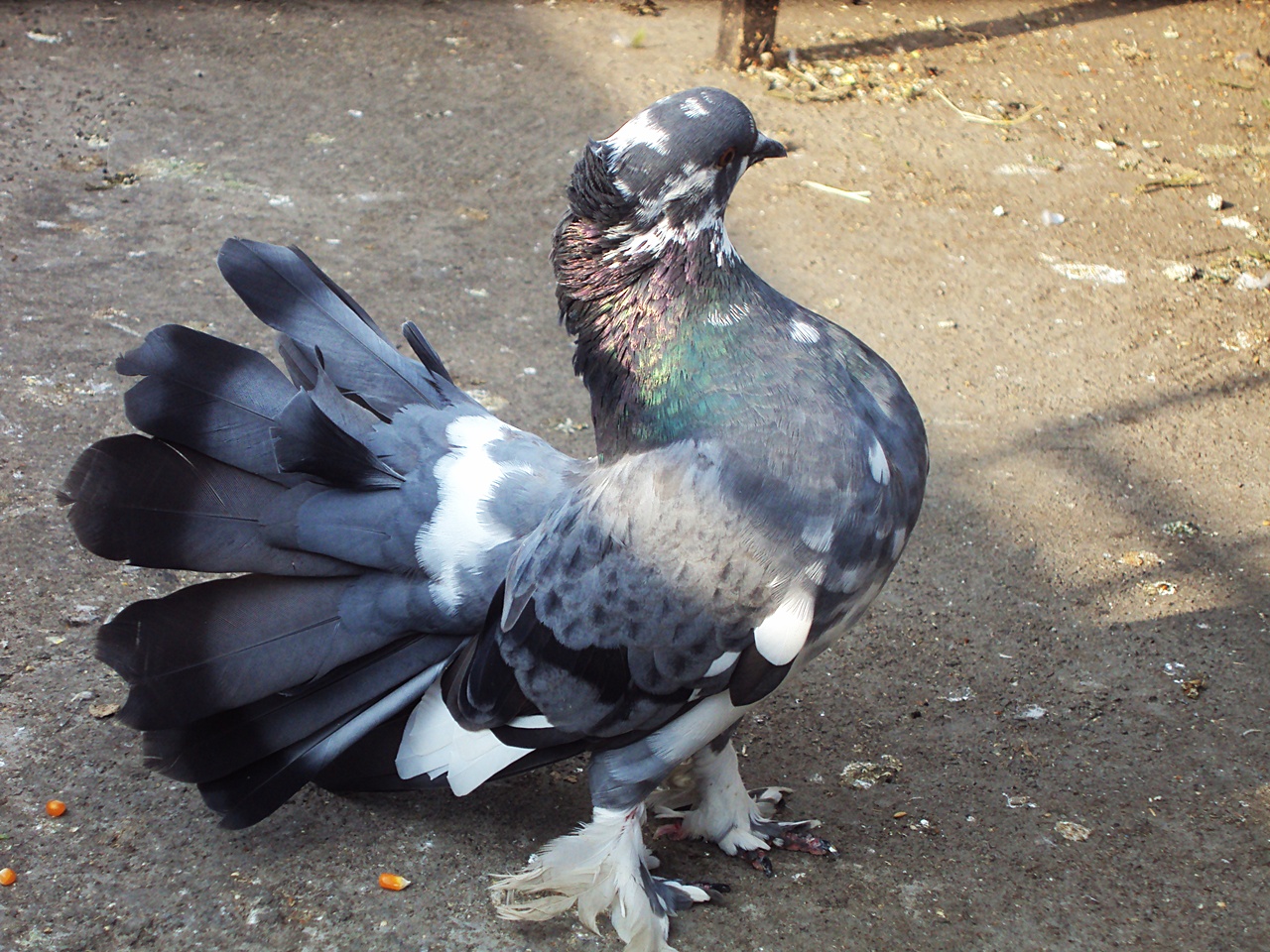 toko bagong farm: Merpati Kipas/ Merpati Persi/ Indian Fantail Pegion