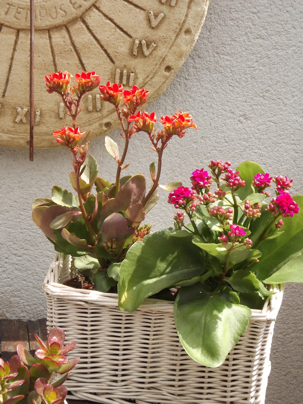Un vergel en la ciudad: Bonitos kalanchoes