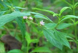 Familia Verbenaceae: Juanilama