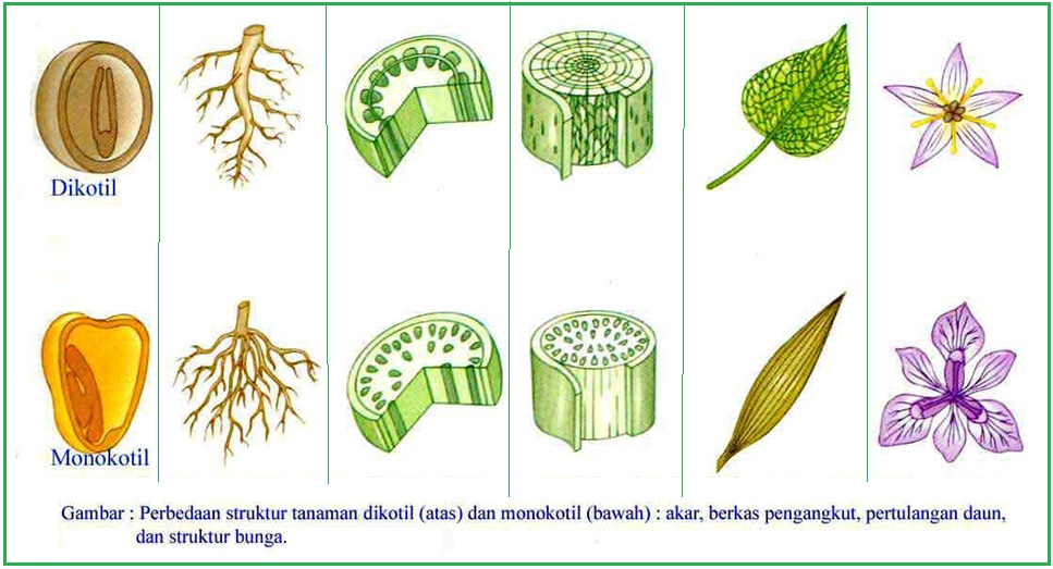 Agricultural Engineering: PENGAMATAN MORFOLOGI TUMBUHAN MONOKOTIL