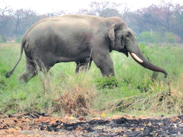 No. 1 source of entertainment from Nepal: Dhurbe a True story of an ...