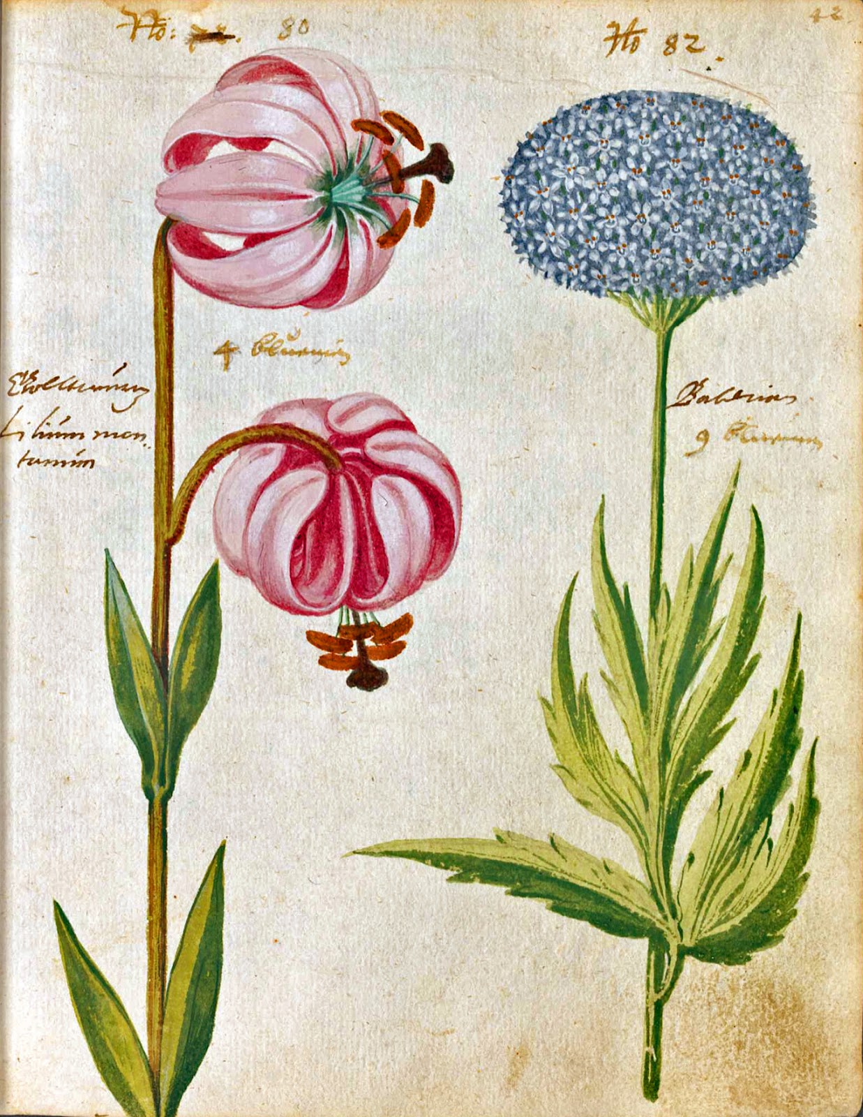 the last door down the hall: Botanical Freebies