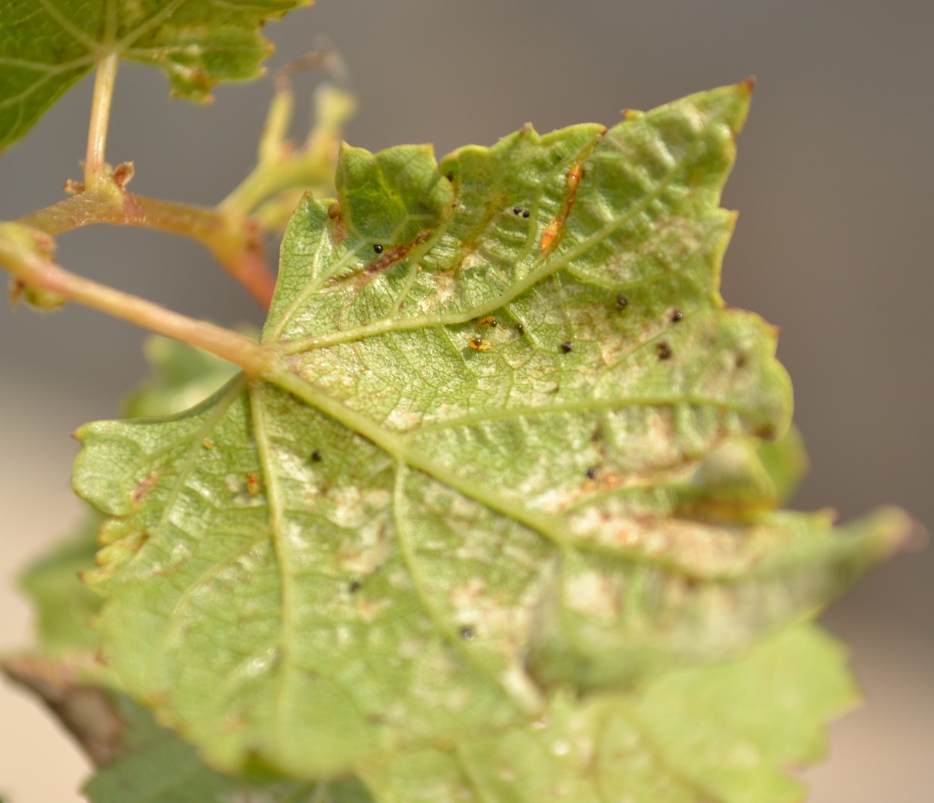 M@zboy: My Grape World: Grape Diseases alias Penyakitnya Anggur..