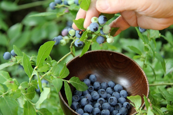 Pentru Suflet: Afinele pot trata boala de care sufera fiecare persoana ...