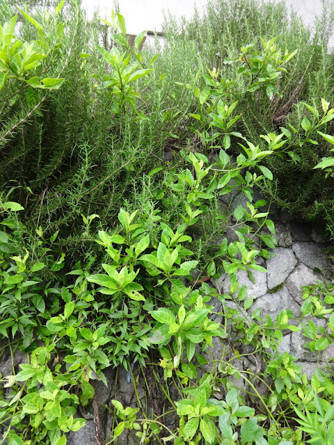 Herbs from Distant Lands: Gynura procumbens - Sabungai, Leaves of Gods ...
