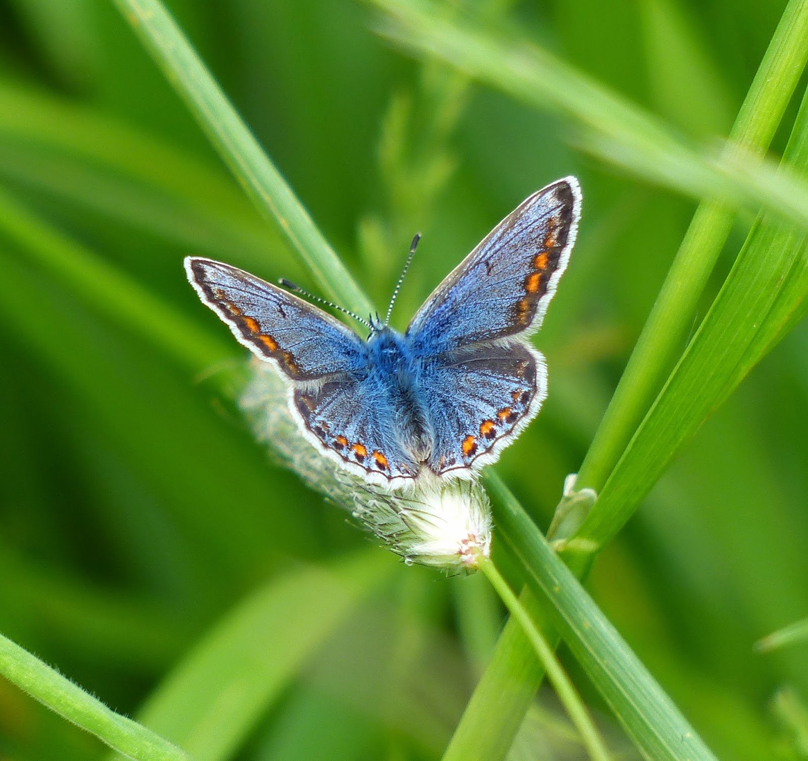 Lighthouse and Wirral Birding: May 2014